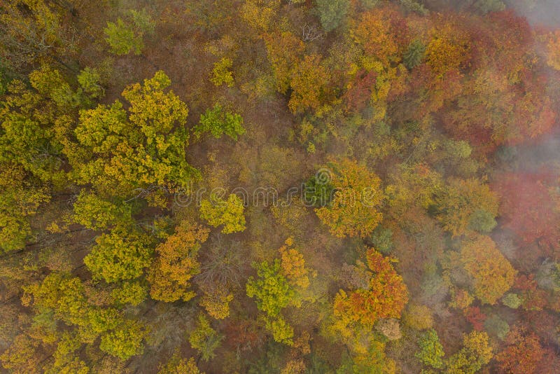 Top Down View of Colorful Autumn Forest. Stock Image - Image of nature ...