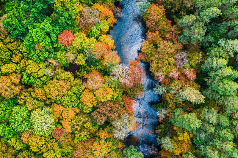 Top Down View of Colorful Forest in Autumn, Poland Stock Photo - Image ...