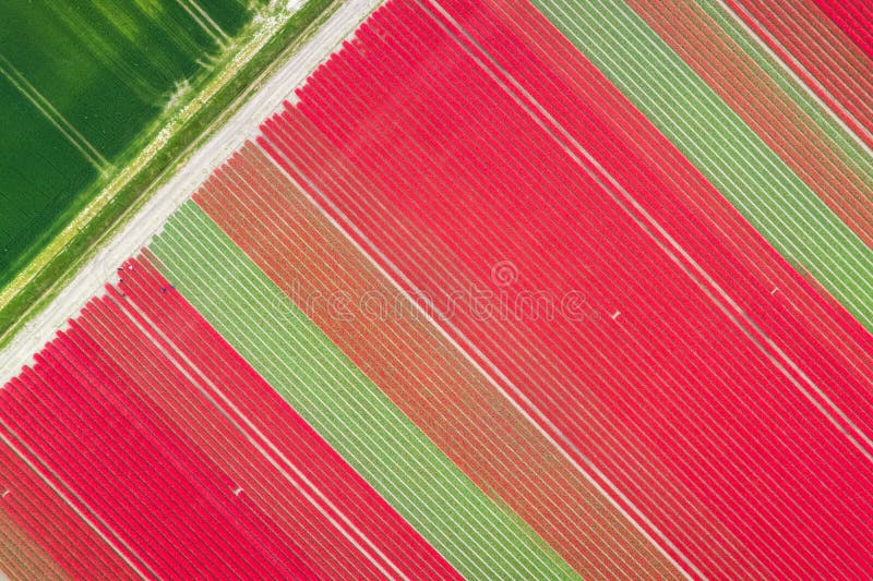 Top Down View of Colorful Tulip Fields during Spring Time Stock Image ...