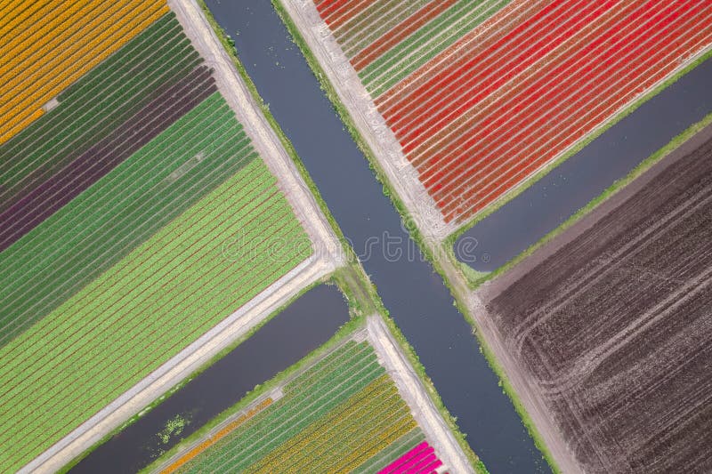 Top Down View of Colorful Tulips and Hyacinth Fields Diagonal Pattern ...