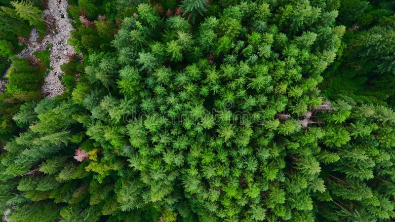 Top Down View of the Coniferous Forest. Camera Descends Stock Footage ...