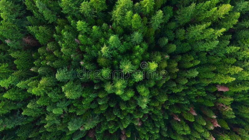 Top Down View of the Coniferous Forest. Camera Rising Up and Spin Stock ...