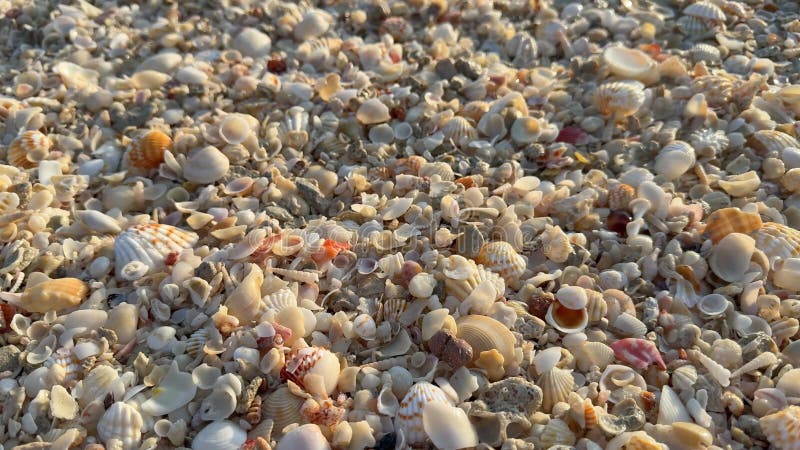 Top-down View of Countless Small Shells Scattered Across the Beach ...