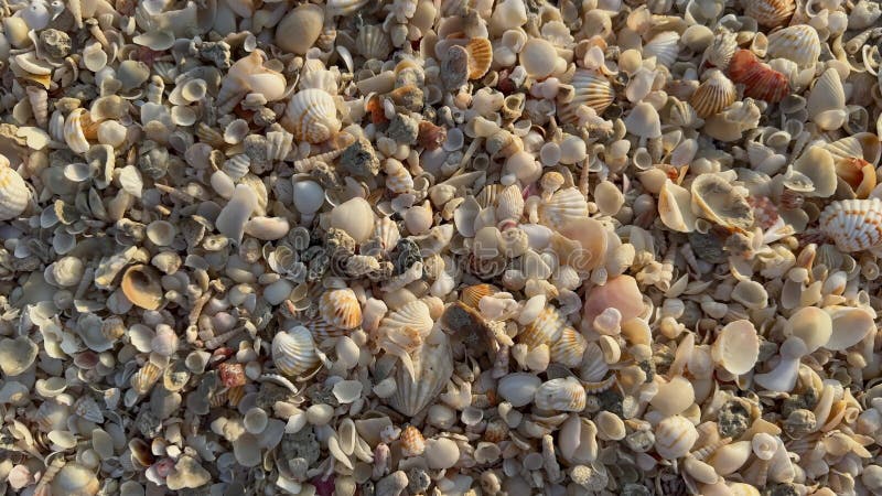 Top-down View of Countless Small Shells Scattered Across the Beach ...