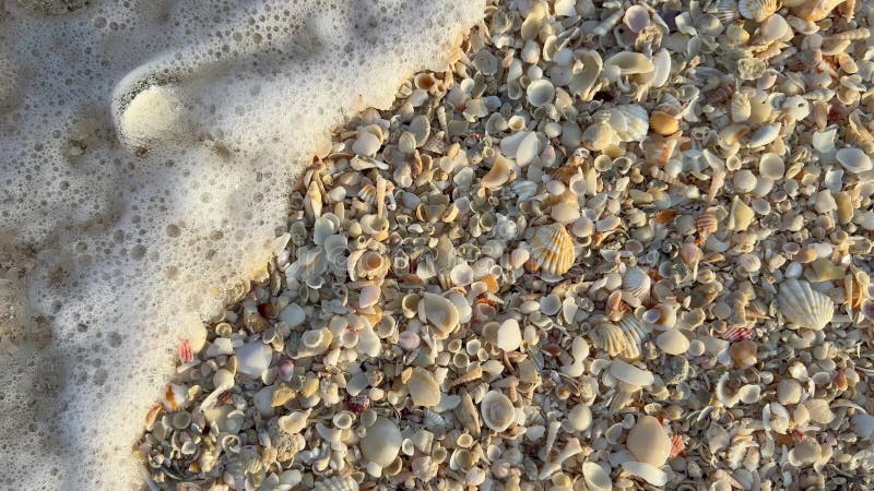 Top-down View of Countless Small Shells Scattered Across the Beach ...