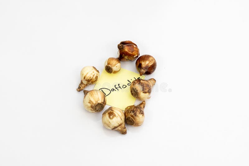 Top Down View of Daffodil Bulbs on White Isolated Background Stock ...