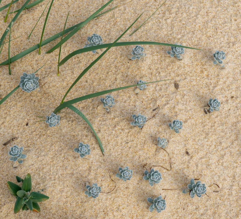 Top Down View of Desert Vegetation and Plants Stock Photo - Image of ...
