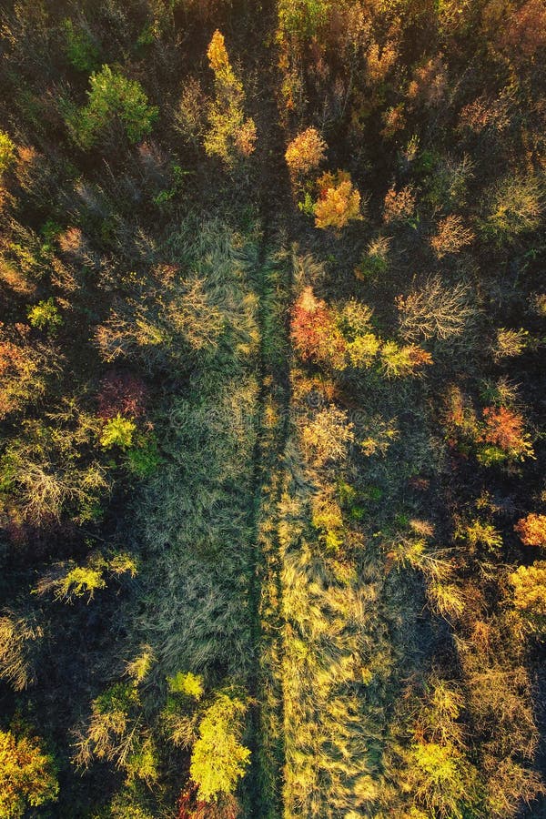 Top-down View of Dirt Road Going through Forest Stock Image - Image of ...