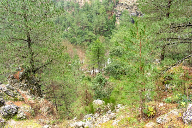 A River Surrounded by an Evergreen Forest Stock Image - Image of cliff ...