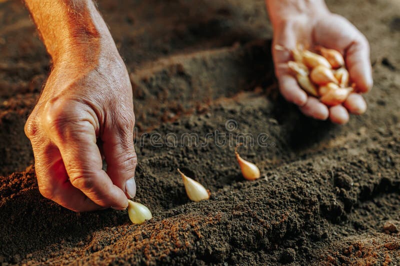 Authentic Hands Holding a Seed and Plating it in the Soil with ...