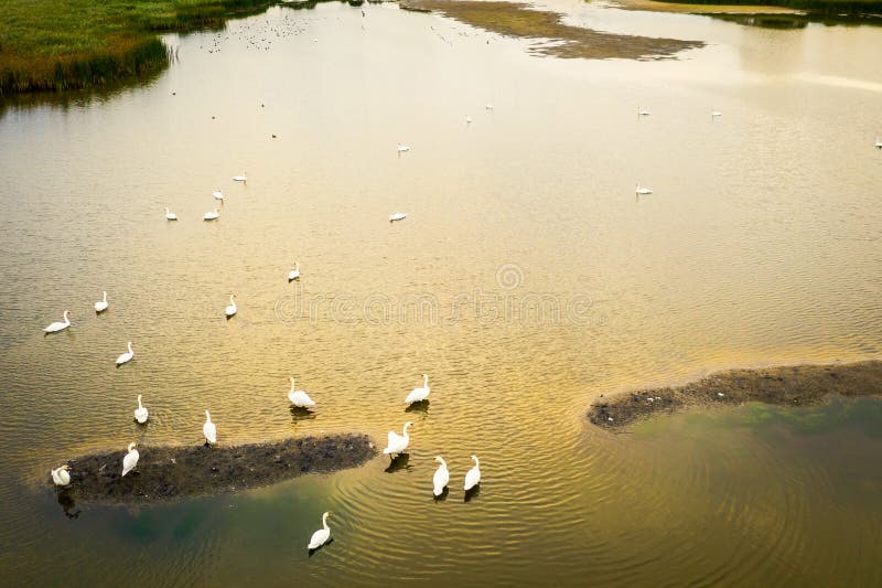 Top Down View on Floating Swans Stock Image - Image of bird, beauty ...