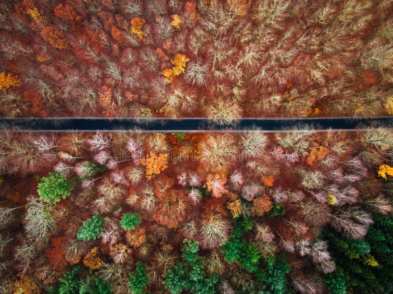 Top Down View of Forest in the Autumn in Poland Stock Illustration ...
