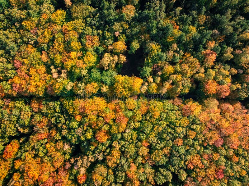 Top Down View of Forest in Autumn Stock Photo - Image of green, nature ...