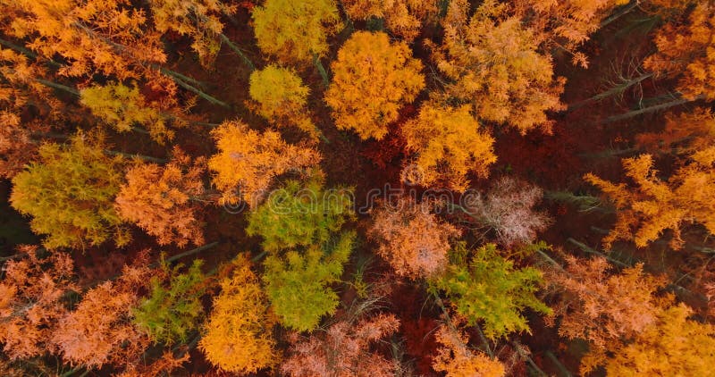 Top Down View of Forest with Different Types of Trees. Stock Video ...