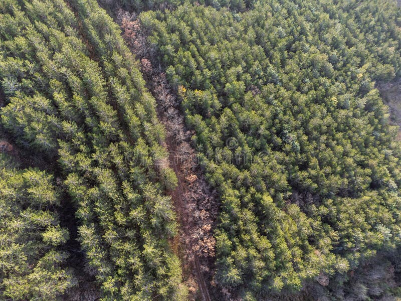 Top-down View of a Forest with Green Trees in Spring Stock Image ...