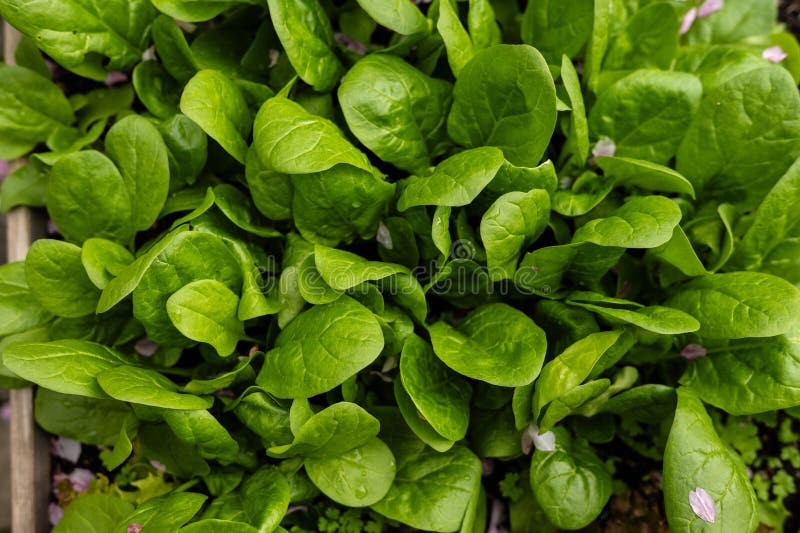 Top Down View of Fresh Sallad in Spring.. Stock Photo - Image of color ...