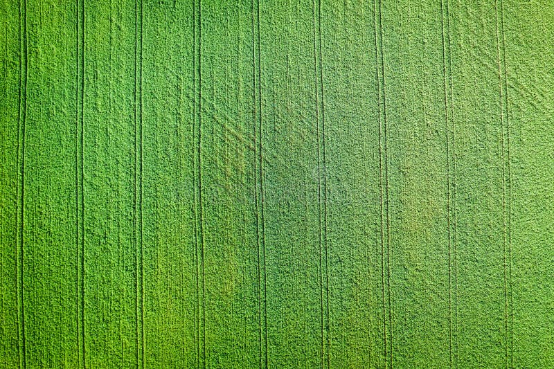 Top Down View of Green Field in Spring Stock Photo - Image of ...