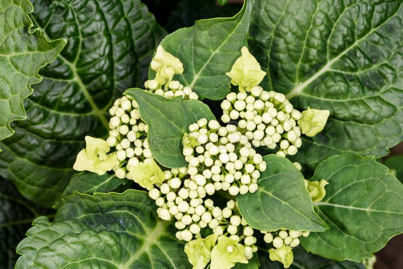 Top Down View on Hydrangea with White, Still Closed Blossoms Stock ...