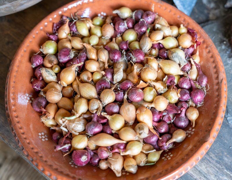 Top-down View of Many Small Onion Bulbs and Seedlings Ready for ...