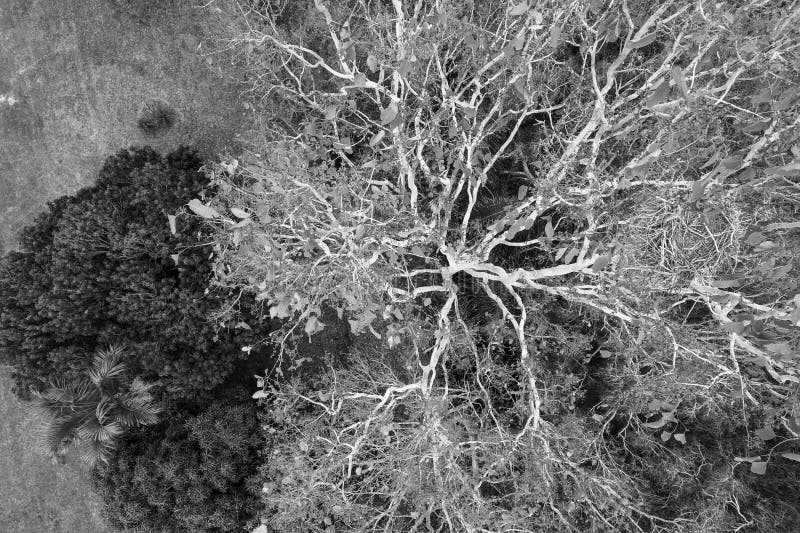 Top Down View in Monotone of Large Tree Stock Image - Image of lines ...