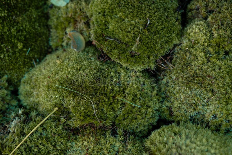 Top down view of moss pads stock photo. Image of mossy - 300590898