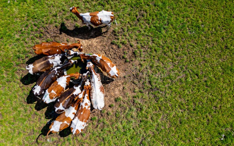 Top Down View of Multiple Cows Drinking Water on the Fountain, Stock ...
