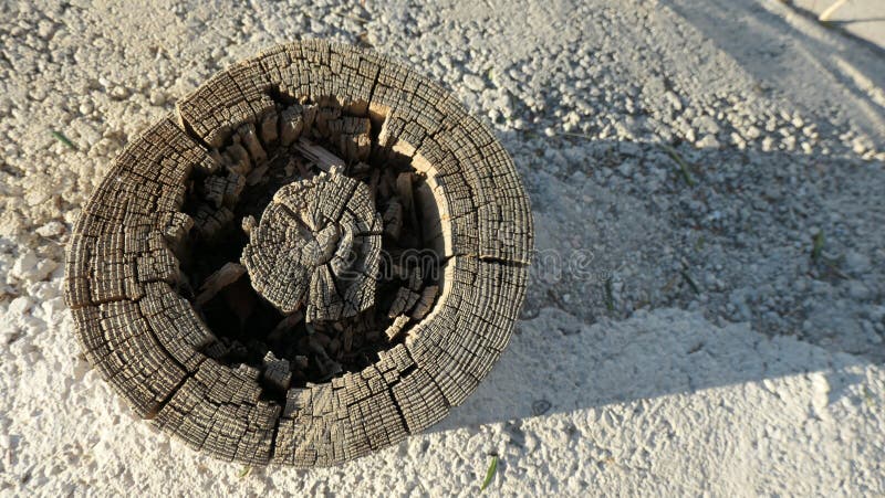 Top Down View of Old Cut Down Tree Trunk Stock Image - Image of stump ...