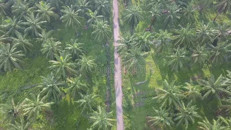 Top down view a path stock footage. Video of travel - 218797998