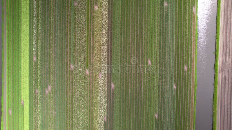 Top Down View of Pattern of Fields in Netherlands Countryside Stock ...