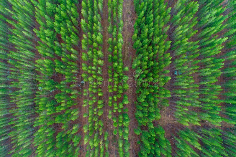 View of Rows of Pine Tree Tops. Stock Image - Image of macedon, looking ...