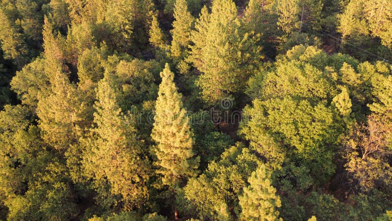 Top Down View of Pine Trees Near Sunset Stock Image - Image of pine ...