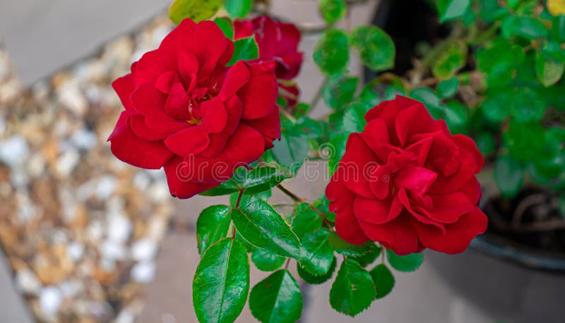 View of Red Roses Growing on the Patio Stock Image - Image of growing ...
