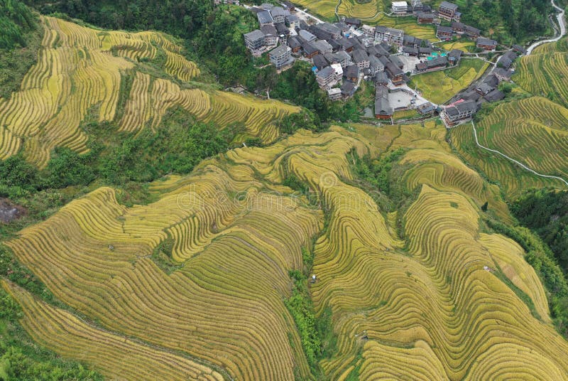 Top Down View of Rice Fields in China - Longji Stock Image - Image of ...