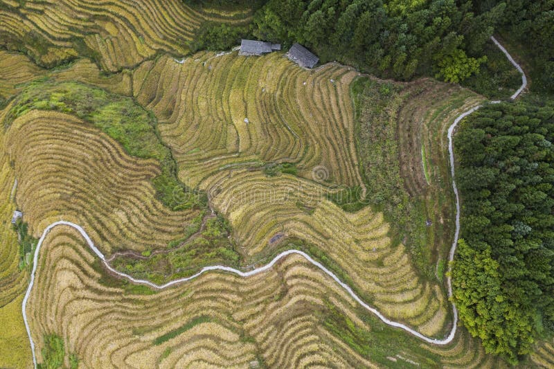 Top Down View of Rice Fields in China - Longji Stock Photo - Image of ...