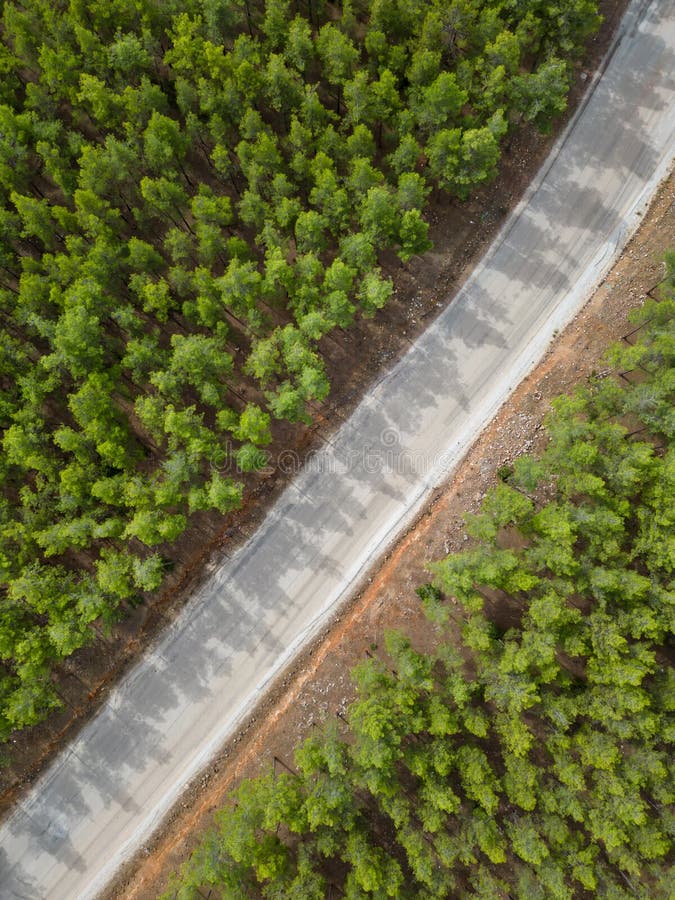 Top Down View of Road through Forest at Sunrise Stock Image - Image of ...