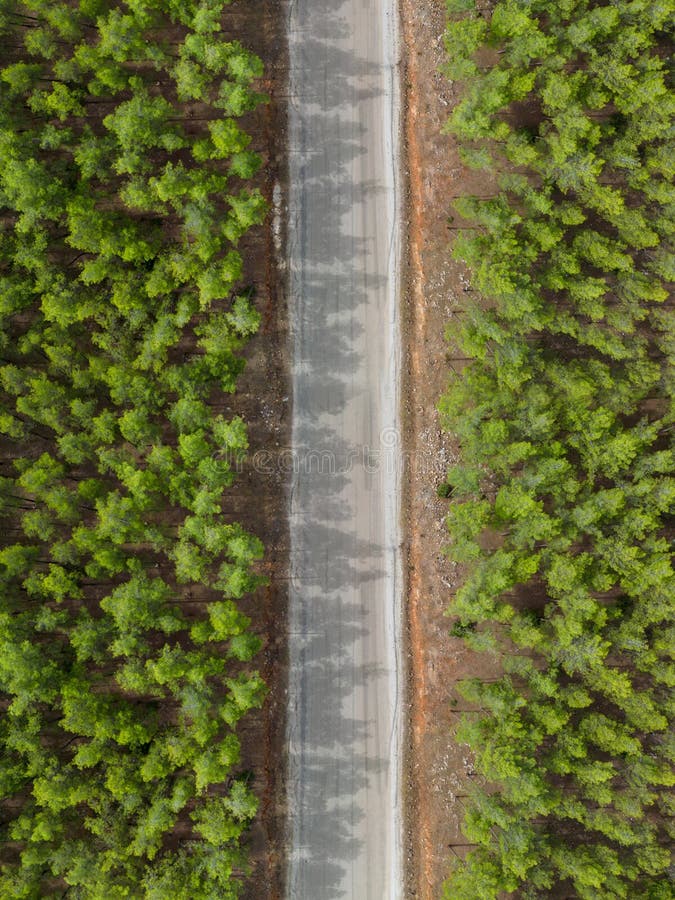 Top Down View of Road through Forest at Sunrise Stock Photo - Image of ...
