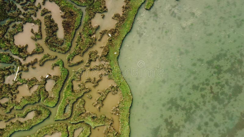 Top down view of wetland. stock footage. Video of nature - 229009816