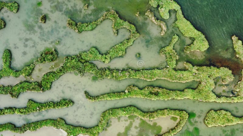 Top down view of wetland. stock footage. Video of ecosystem - 229010344
