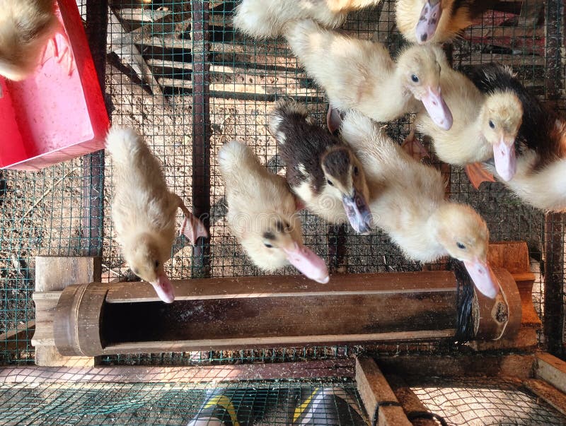 A Top-down View Shows Several Small Ducklings with Yellow and Brown ...