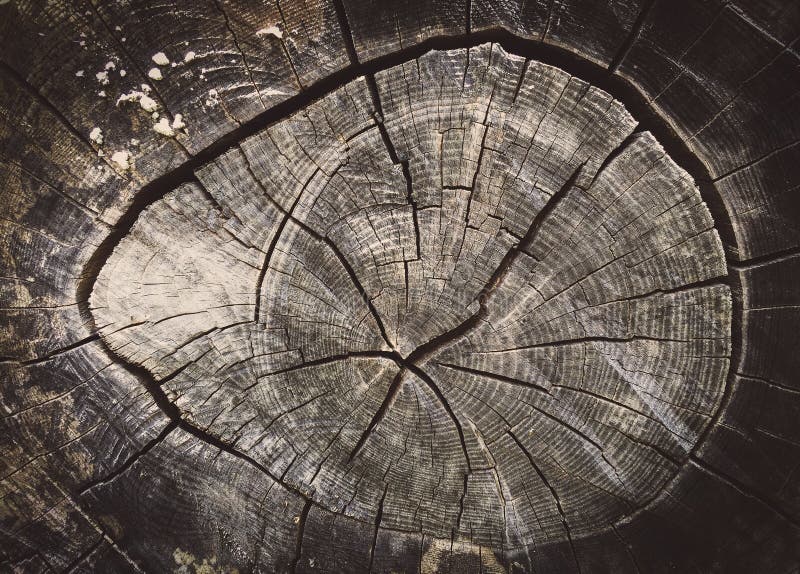 Slice of a tree stock image. Image of artistic, bright - 118912637