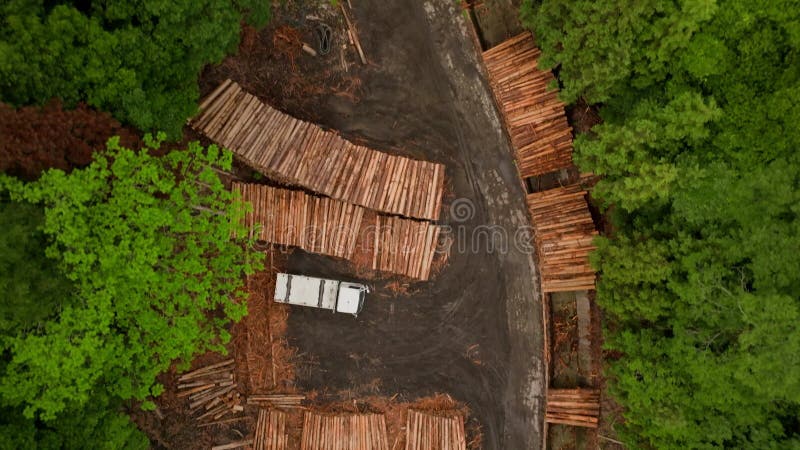 Top Down View of Stacked Timber and Trees at Logging Yard in Forest ...