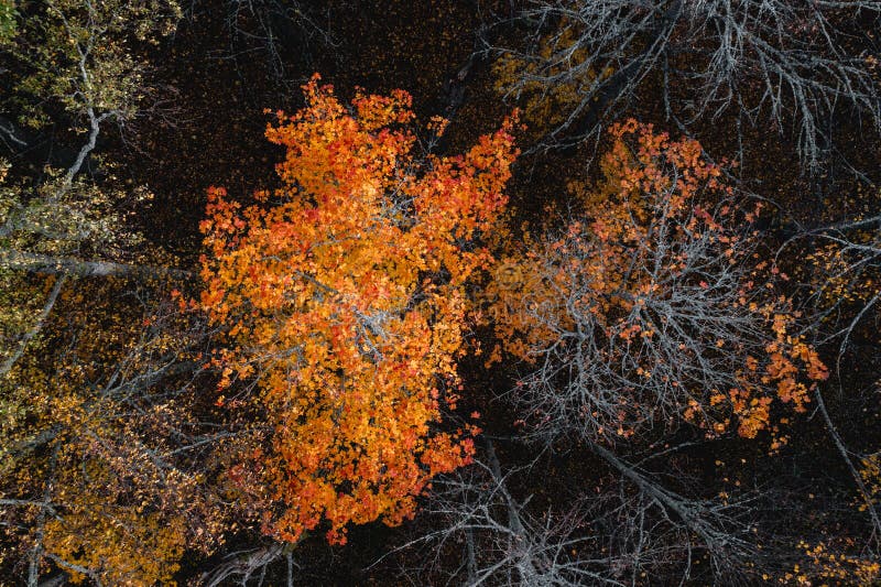 Top Down View of a Tree with Orange Leaves in Autumn Forest Stock Image ...