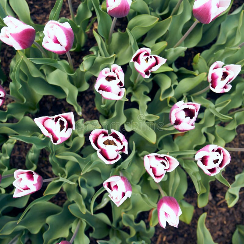 Tulips in blossom stock photo. Image of plant, beauty - 146135382