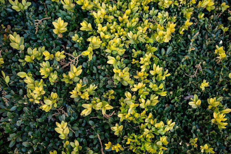 Top Down View of a Vibrant Yellow and Green Bush Stock Image - Image of ...