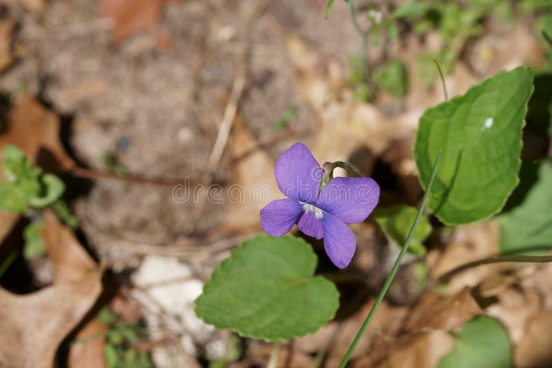 Top Down View of Viola Flowers in Grass Stock Image - Image of wood ...