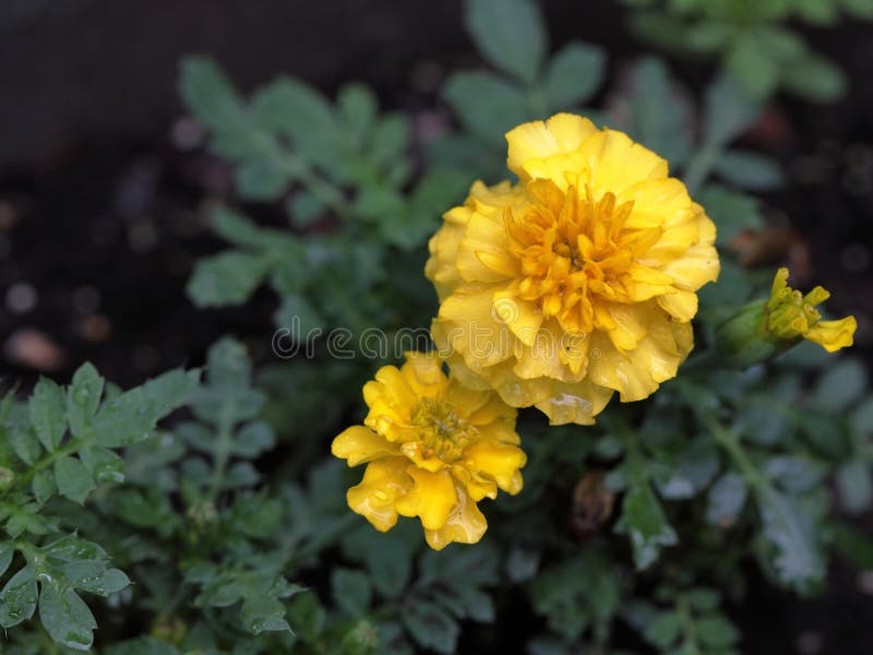 Top Down View of Yellow Marigold Flowers Stock Image - Image of season ...