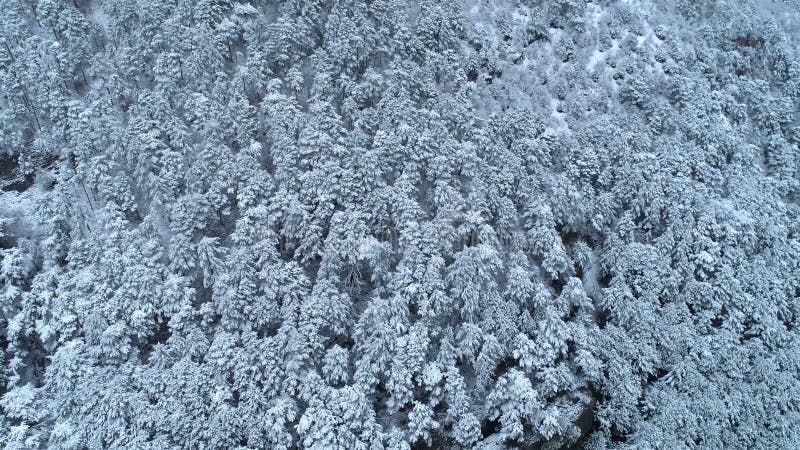 Top Down View of the Young Snow-covered Coniferous Forest. Shot ...