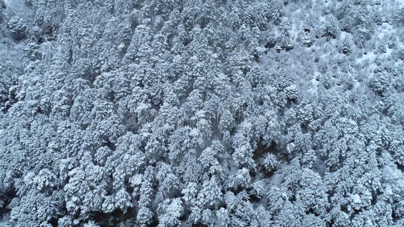 Top Down View of the Young Snow-covered Coniferous Forest. Shot ...