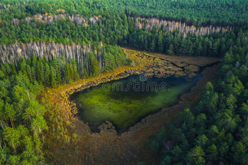 Top Drone View of Green Swamp Lake in the Green Forest, Beautiful ...