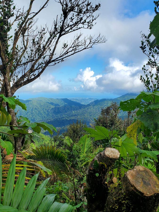 Top of El Yunque in Puerto Rico Stock Image - Image of yunque, puerto ...